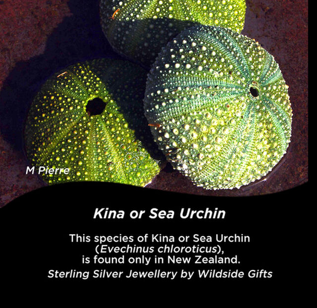Kina Sea Urchin Sterling Silver Designed in New Zealand | The Wildside